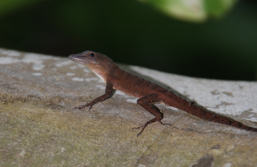 Saint Croix Anole from Northcentral, St Croix 00820, USVI on January 6 ...
