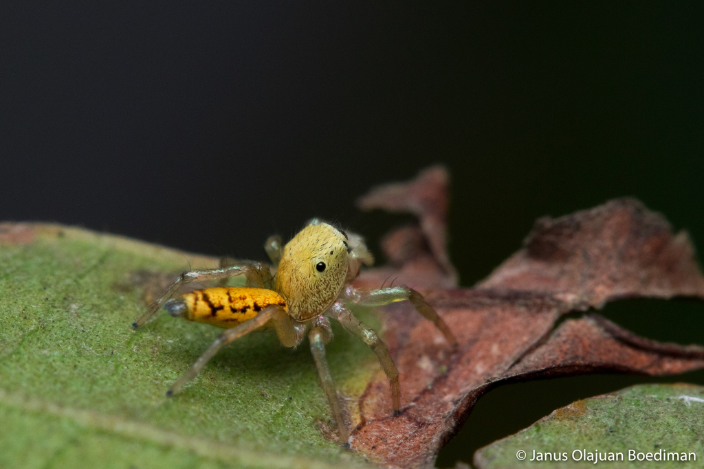 Lami Beach Northern Jumping Spider in July 2020 by Janus Olajuan ...