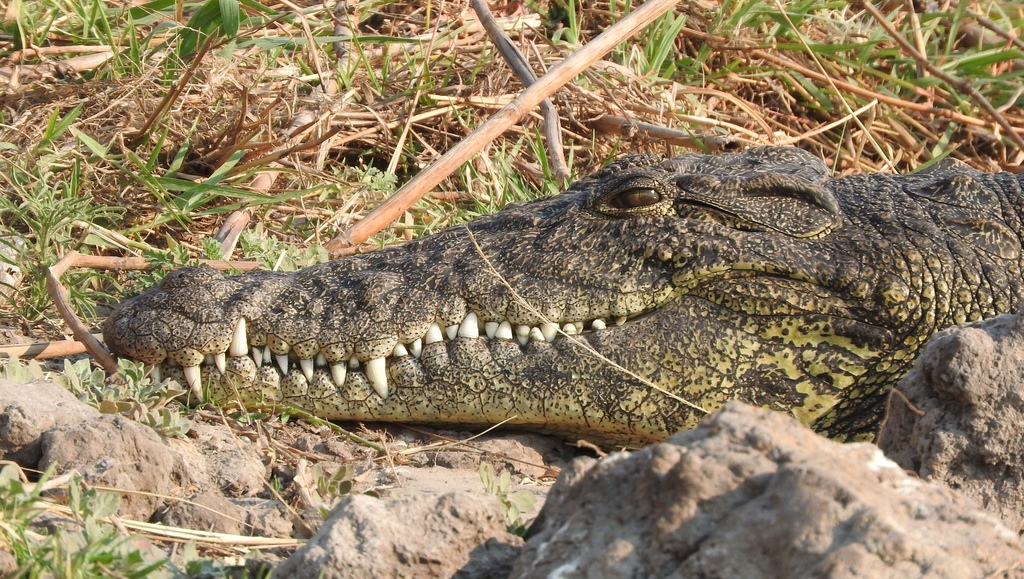 Nile Crocodile from Chobe National Park, , Chobe, BW on October 9, 2015 ...
