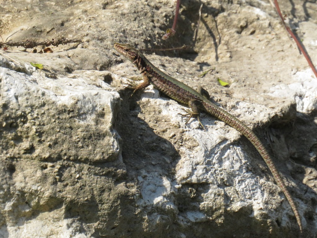 Horvath's Rock Lizard in August 2021 by Péter Imre Fábián · iNaturalist