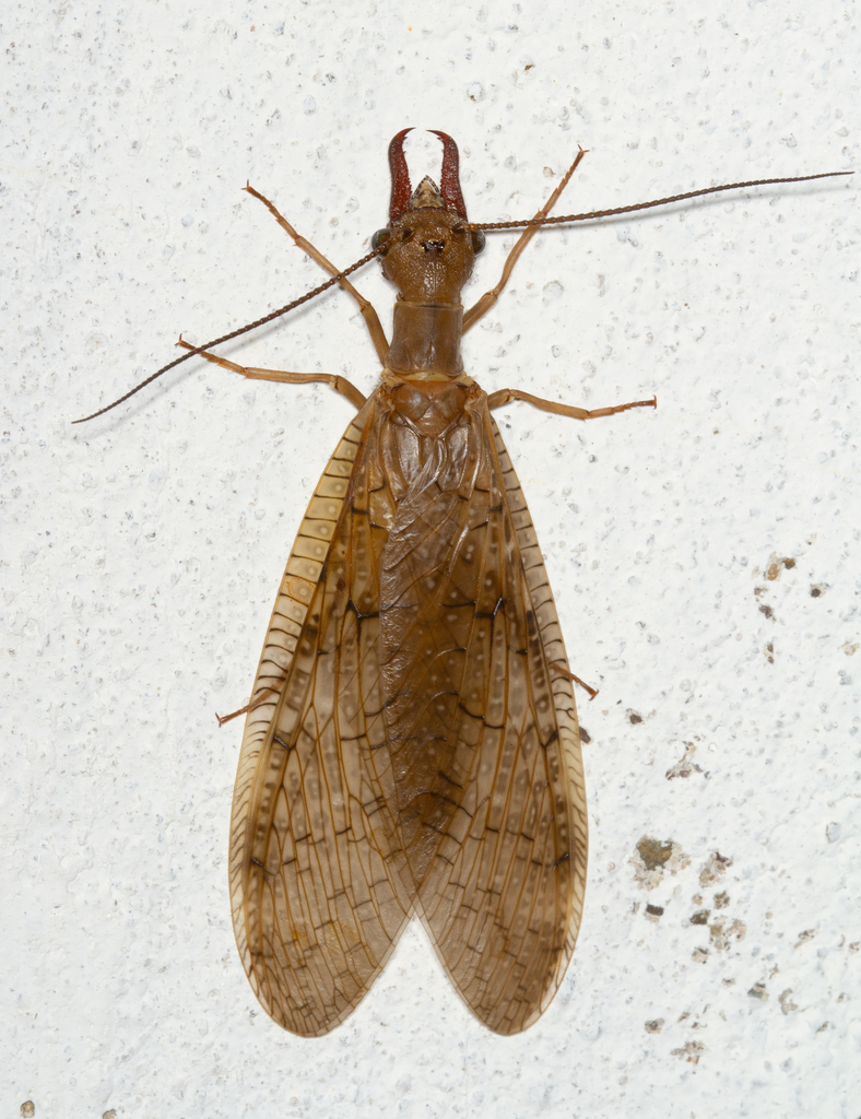 Corydalus primitivus in April 2015 by Frebur · iNaturalist