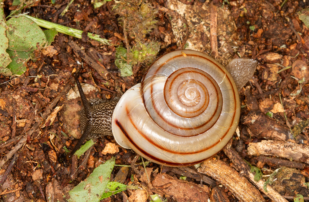 Epiphragmophora in March 2015 by Frebur · iNaturalist