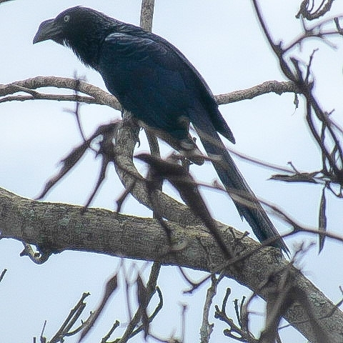 Greater Ani from Olímpia on January 3, 2022 at 03:30 PM by Osvaldo Luiz ...