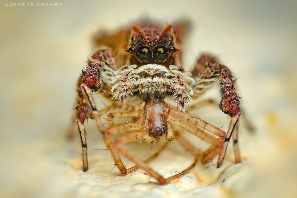 White-mustached Portia (Jumping Spider) from BANAJALAYA on January 31 ...