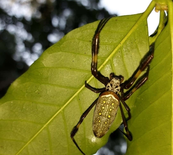 Golden Silk Spider from UNSIJ on January 7, 2022 at 06:05 PM by ...