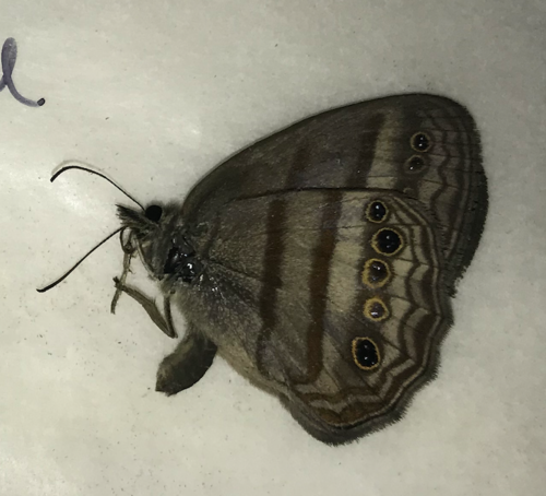 Caeruleuptychia probata · iNaturalist United Kingdom