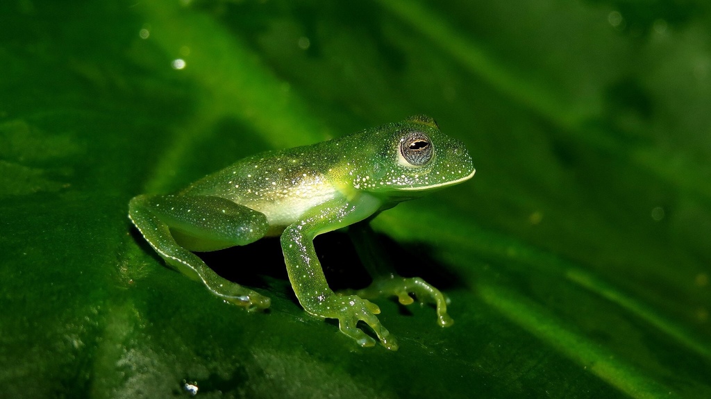 lonely Cochran frog in October 2017 by mariacamilabasto · iNaturalist