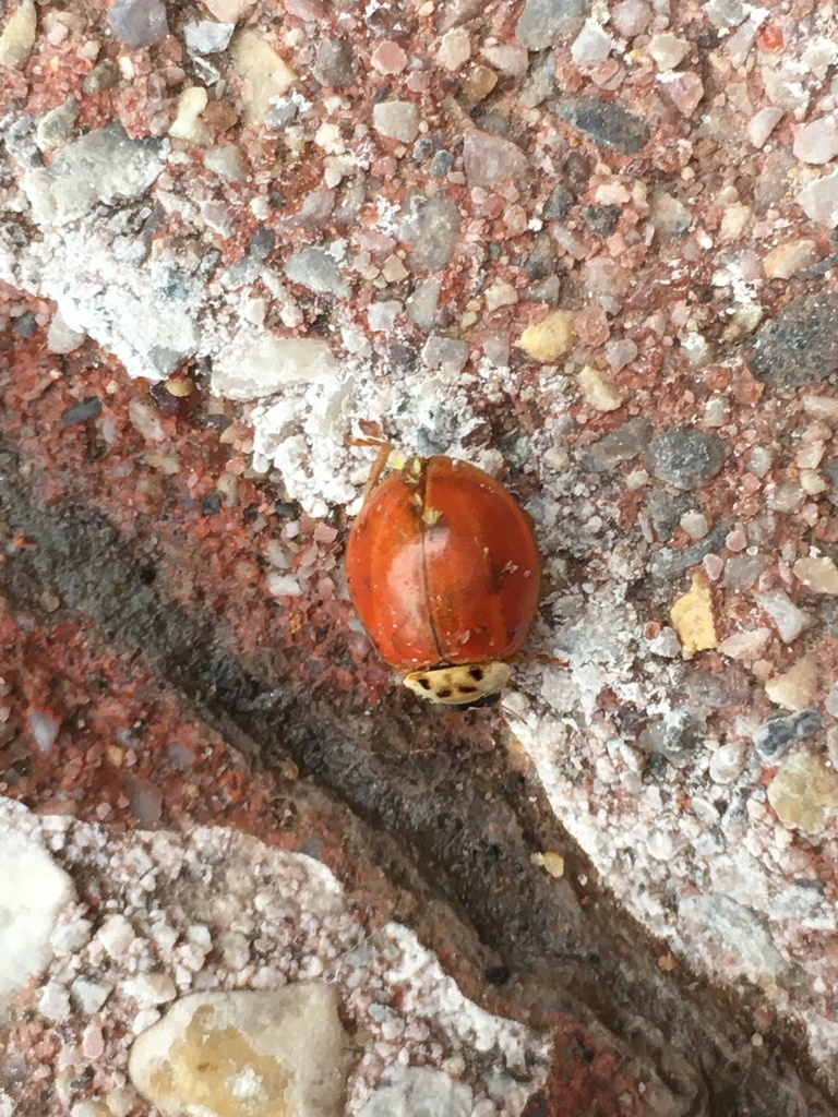 Hesperomyces harmoniae from Rochester Institute of Technology ...