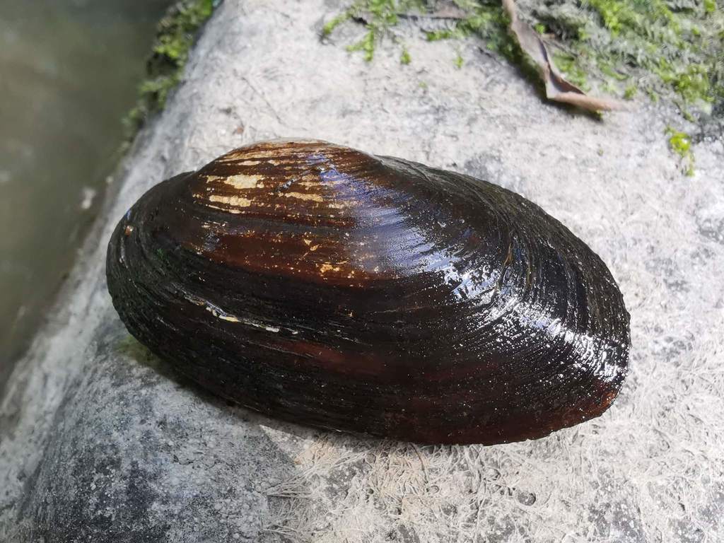 Thick-shelled Mussel in August 2020 by Karol Wałach. Found in a stream ...