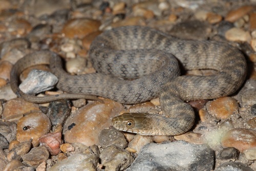 Concho Watersnake (Nerodia paucimaculata) · iNaturalist.org