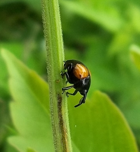 Género Garnia · iNaturalist Mexico