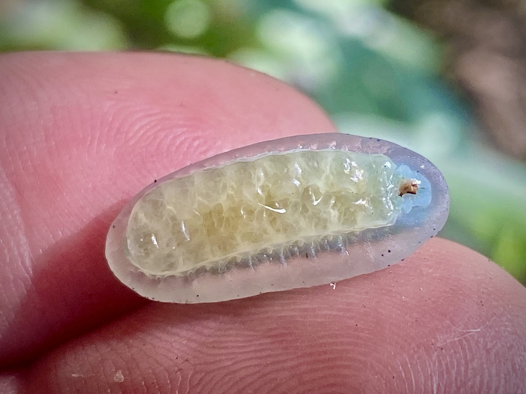 Transparent 6-line Blue from Borneo, Kota Kinabalu, Sabah, MY on ...