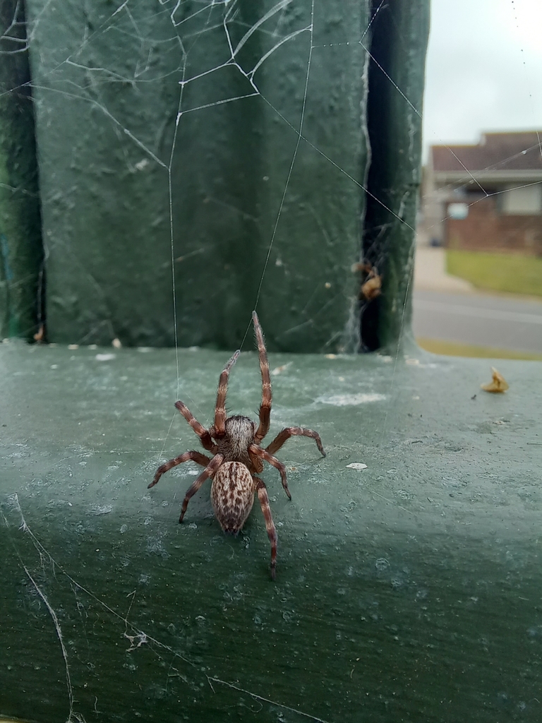 Grey House Spider from Mossel Bay Golf Estate, Mossel Bay, 6506, South ...