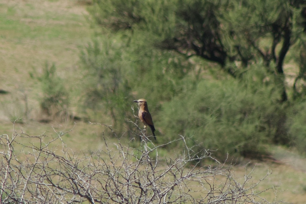 Southern Rufous-crowned Roller from Midgard, Namibia on February 2 ...
