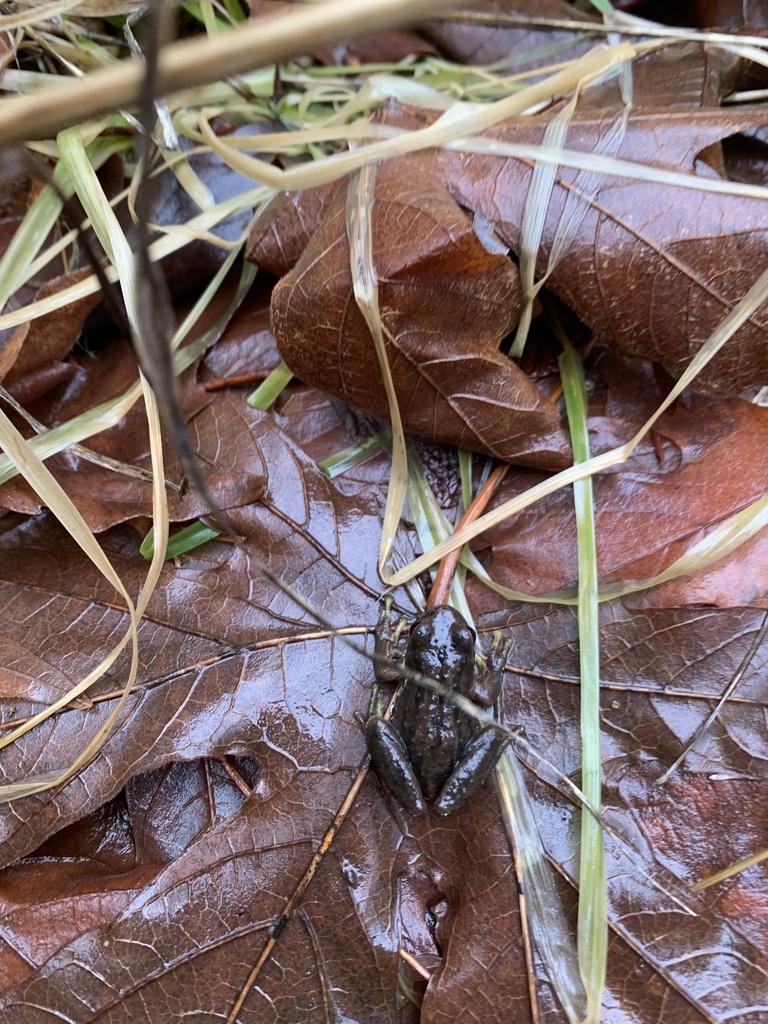 Northern Pacific Tree Frog from Hooven Bog, Woodinville, WA, US on ...