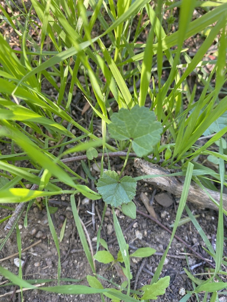 Mallows from Islander Park, Riverside, CA, US on February 3, 2022 at 11 ...