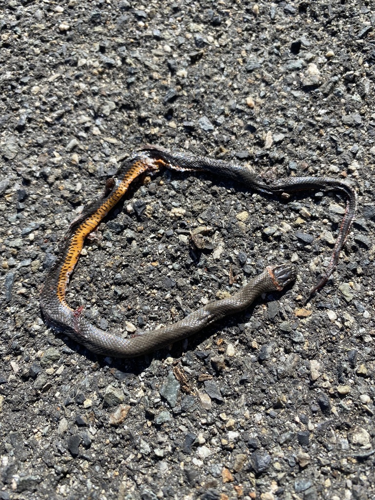 ring-necked snake from Naval Base Point Loma, San Diego, CA, US on ...