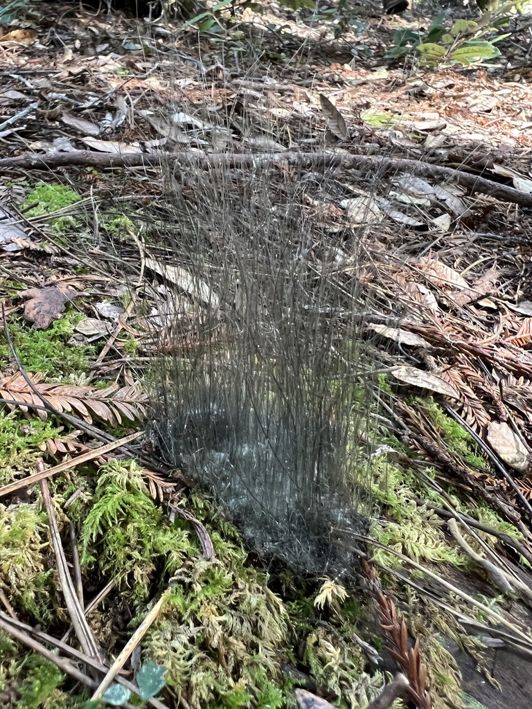 Phycomyces from Salt Point State Park, Jenner, CA, US on January 28 ...