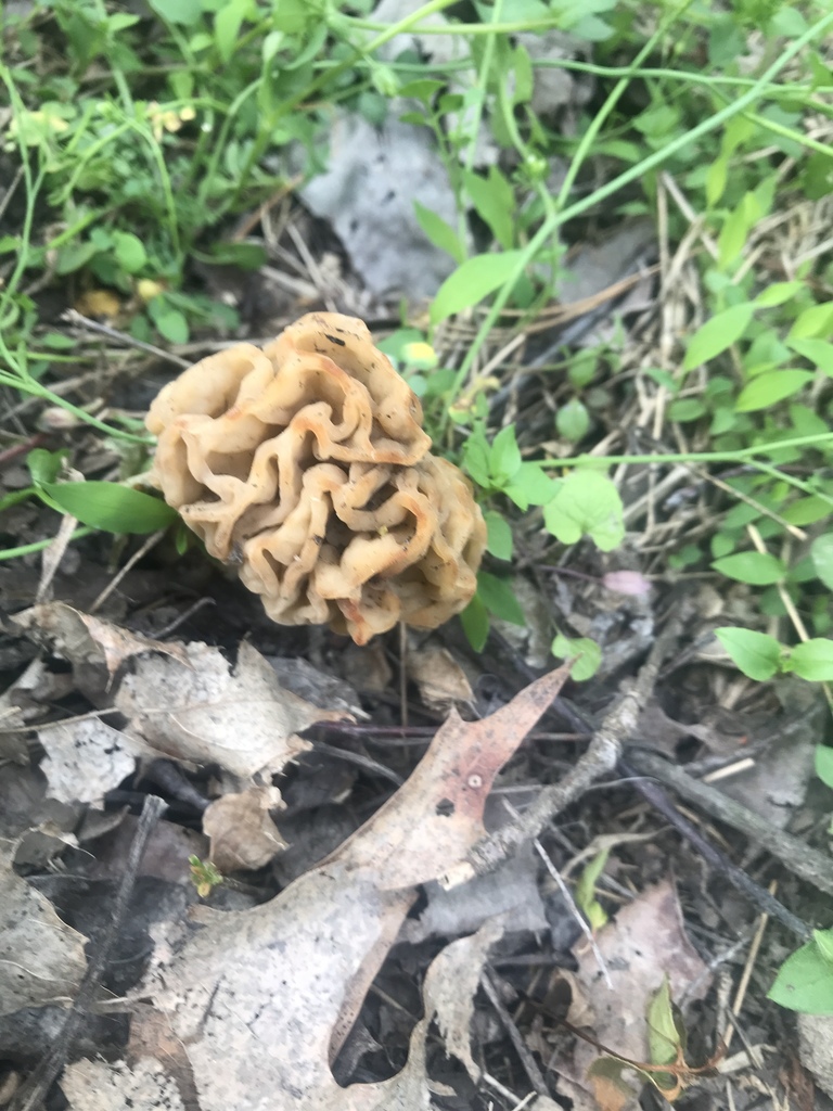 white morel from Allison Park, PA 15101, Allison Park, PA, US on May 11 ...