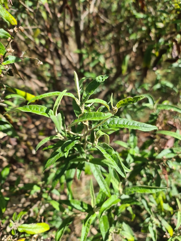 Asthma Bush from Ferntree Gully VIC 3156, Australia on February 4, 2022 ...