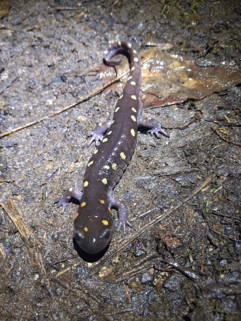 Spotted Salamander from Hampton, GA 30228, USA on February 3, 2022 at ...