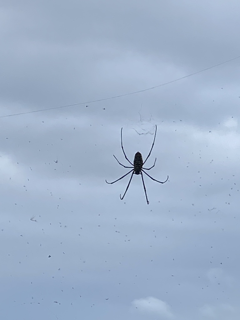 Joro Spider from 吉安鄉, TW on February 4, 2022 at 04:42 PM by Kenny Torng ...