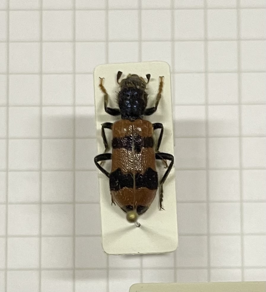 Bee-eating Beetle from Via Riviera, Torre d'Isola, Lombardia, IT on ...