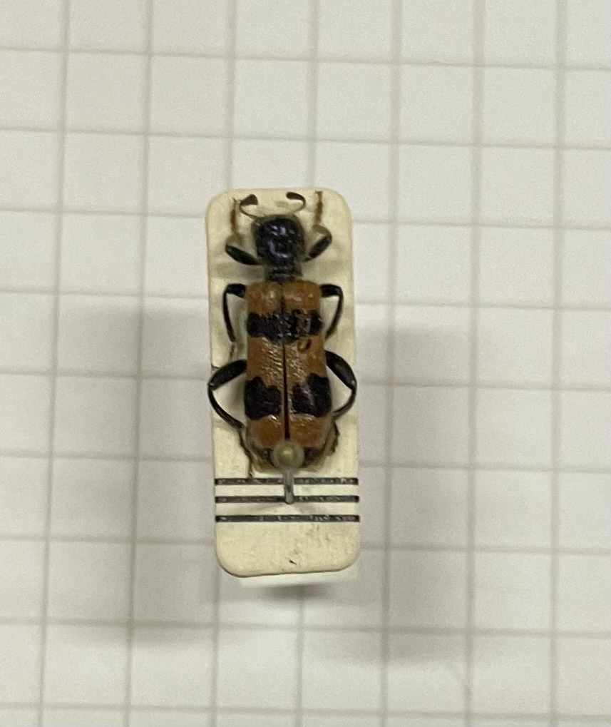 Bee-eating Beetle from Via Riviera, Torre d'Isola, Lombardia, IT on ...