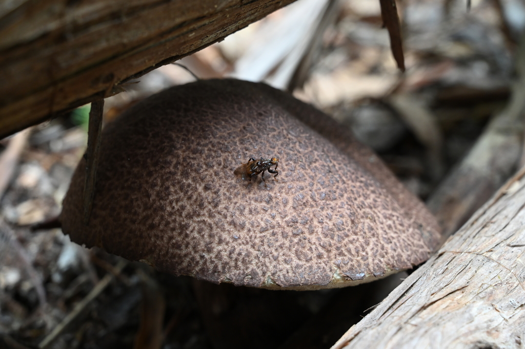Porphyrellus from Pegarah TAS 7256, Australia on February 4, 2022 at 03 ...