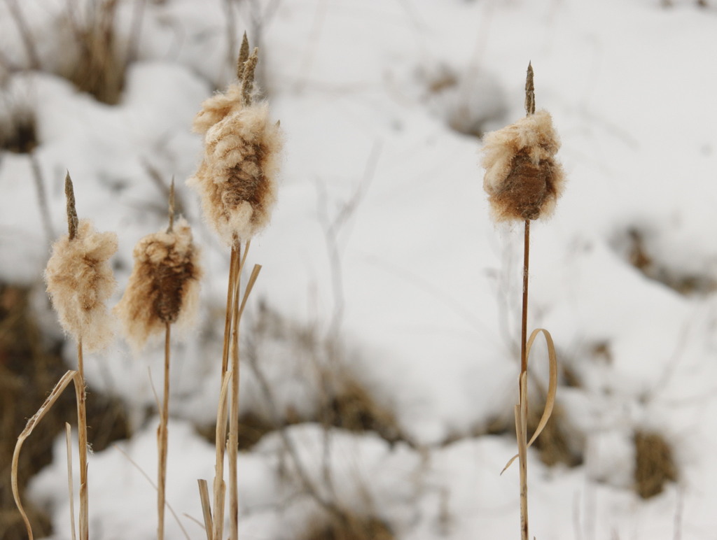 broadleaf cattail from Fish Creek, Division No. 6, Alberta, Canada on ...