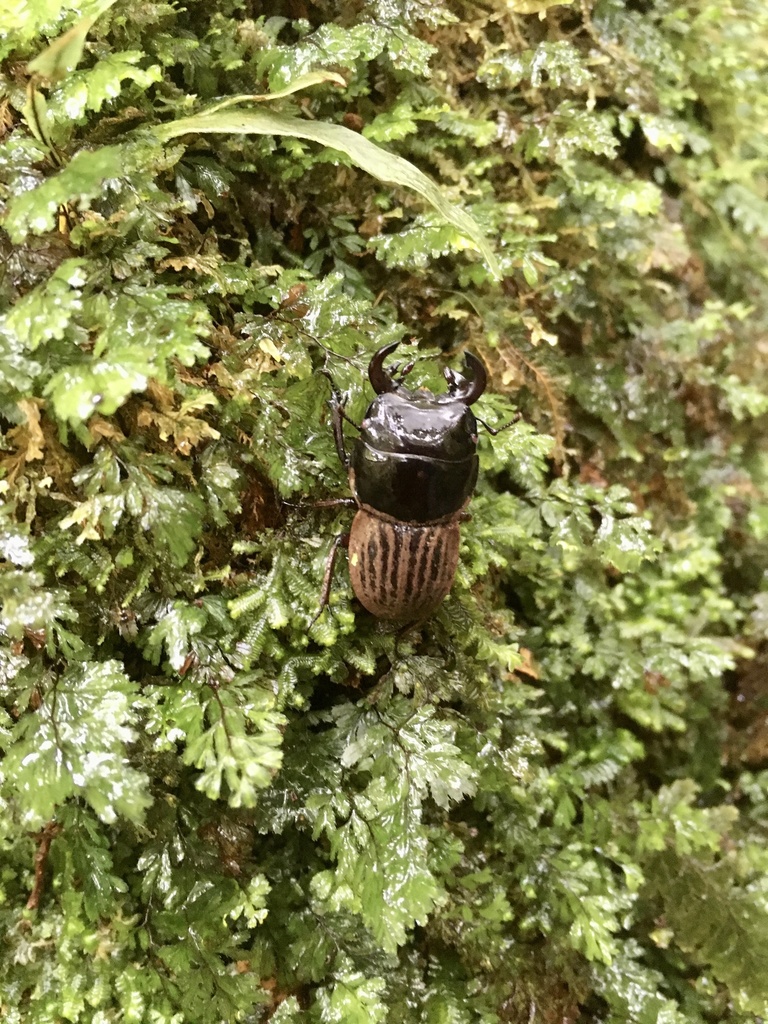 Helms's Stag Beetle from Southland, Rowallan, Southland, NZ on February ...