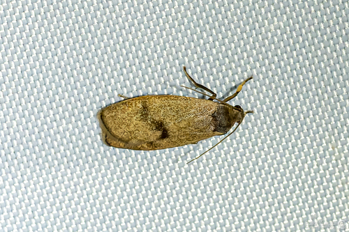 Lambula errata · iNaturalist