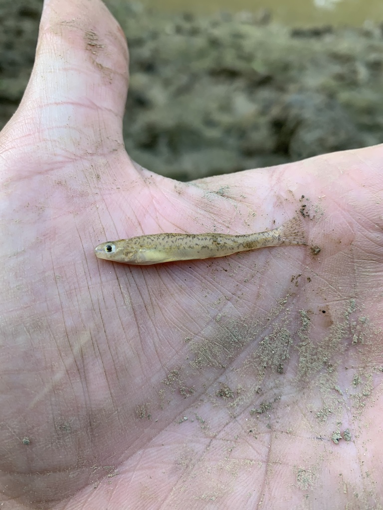 bluntnose darter from Patoka, IN, US on September 20, 2021 at 06:28 PM ...