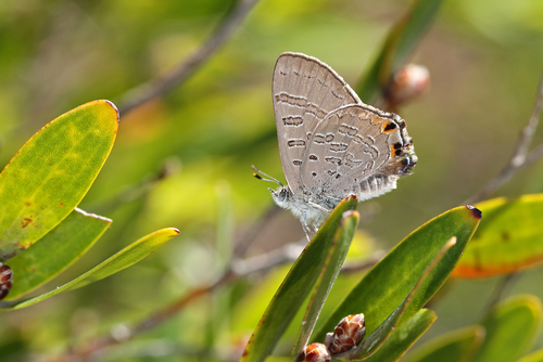 Copper Ant-Blue (Acrodipsas cuprea) · iNaturalist