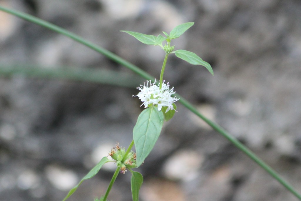 Native River Mint from Melbourne VIC, Australia on February 4, 2022 at ...