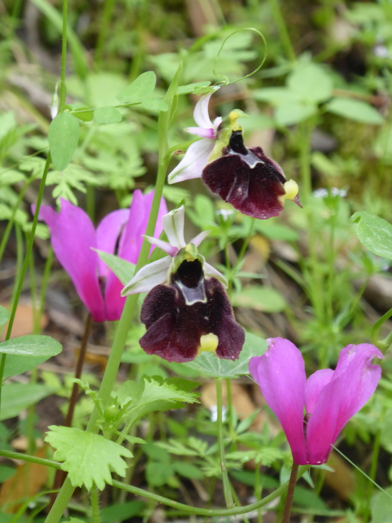 Ophrys fuciflora chestermanii in April 2018 by nicola scatassi ...