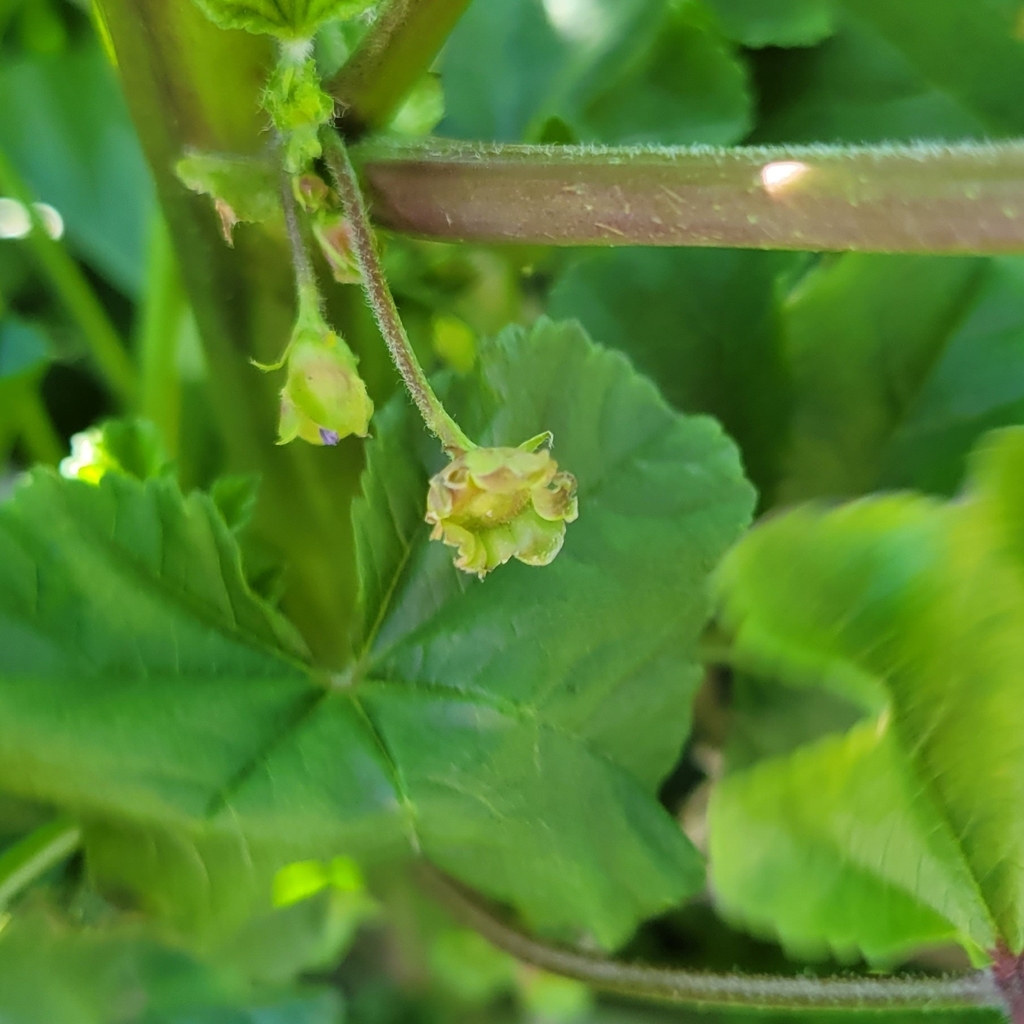 Small Mallow from Moreno Valley, CA 92555, USA on February 4, 2022 at ...
