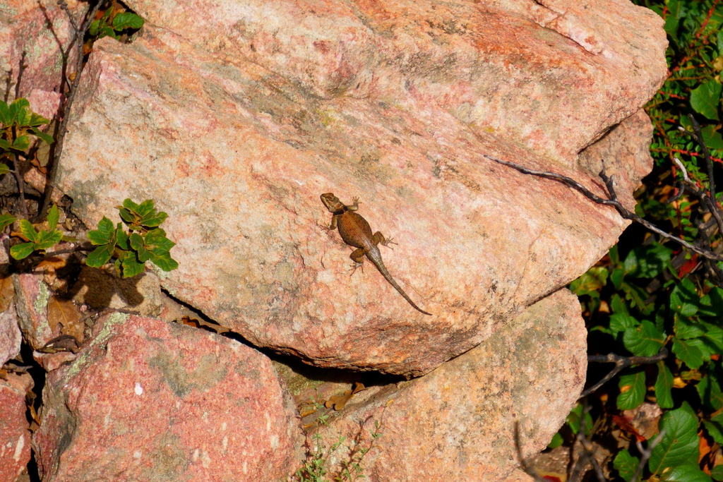 Minor Lizard from San Luis Potosí, S.L.P., México on October 14, 2021 ...