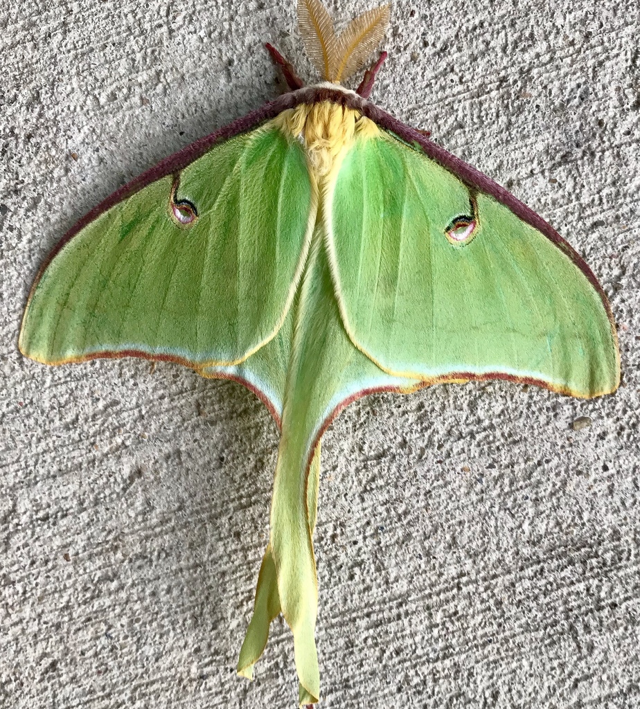 North American Luna Moth from Breaks Interstate Park, Clintwood, VA, US ...