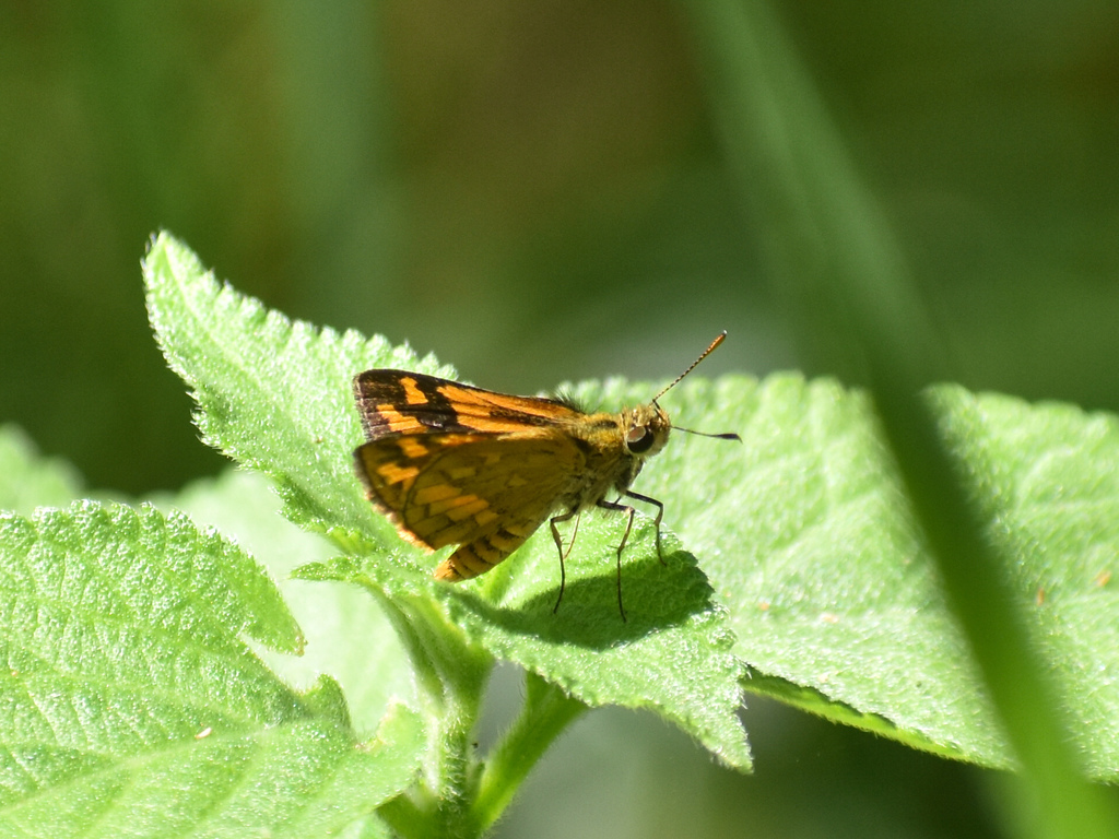 Wide-brand Grass-dart from Smiths Lake NSW 2428, Australia on January ...