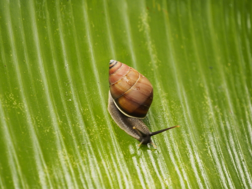 Subspecies Amphidromus inversus annamiticus · iNaturalist United Kingdom