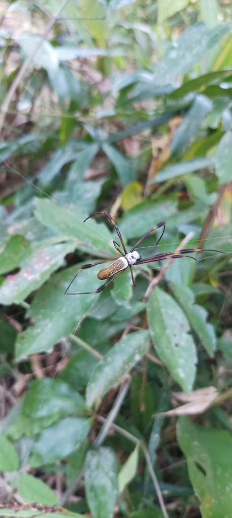 Golden Silk Spider from Couva-Tabaquite-Talparo Regional Corporation ...