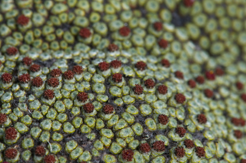 Stewart Island Vegetable Sheep in January 2022 by David Lyttle. Raoulia ...
