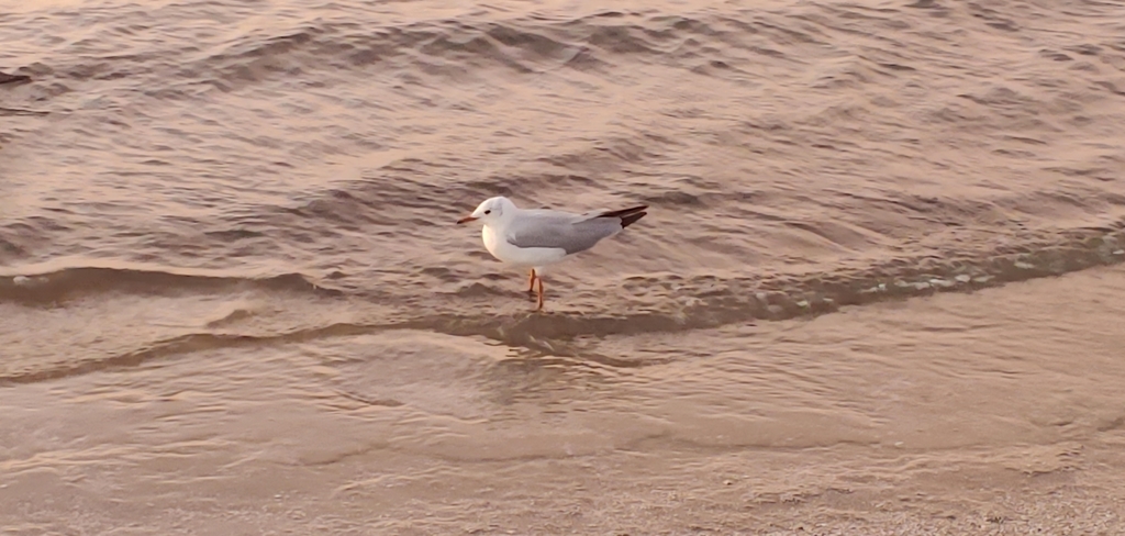 Grey-hooded Gull from Santo Domingo, Paracas, Peru on February 15, 2021 ...