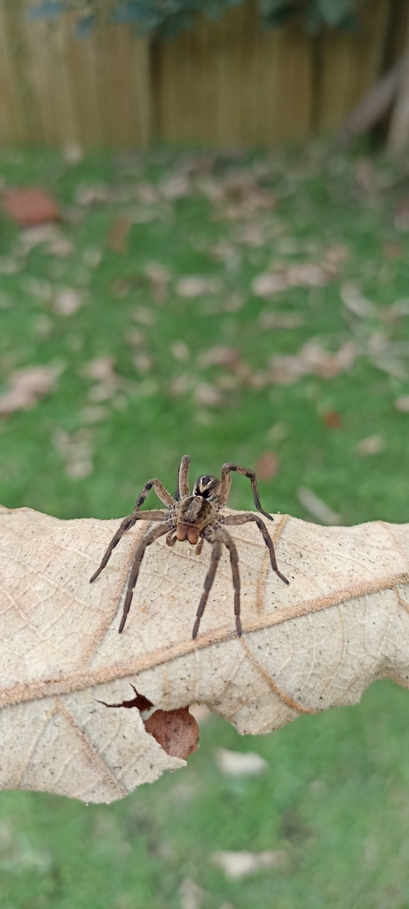 Wolf Spiders and Allies from Medellín, Antioquia, Colombia on February ...