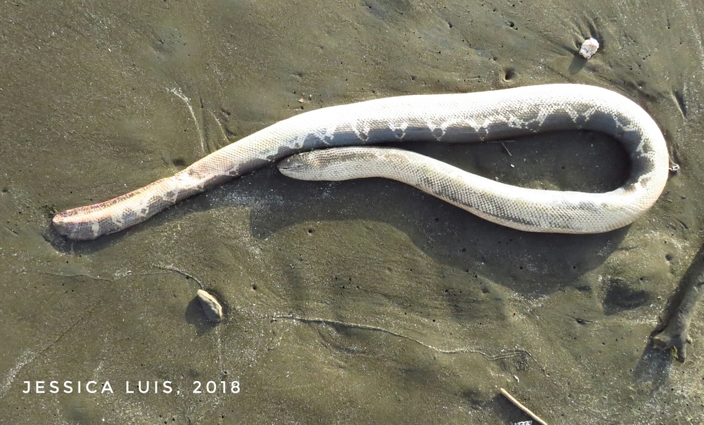 Serpiente Marina De Stokes
