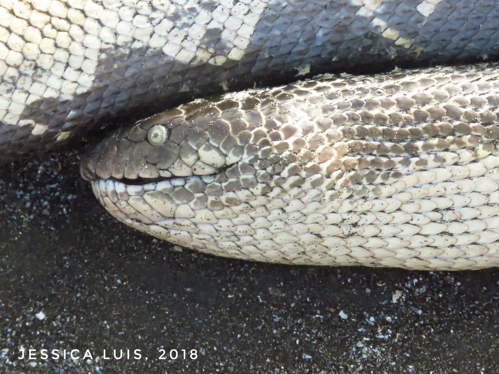 Serpiente Marina De Stokes