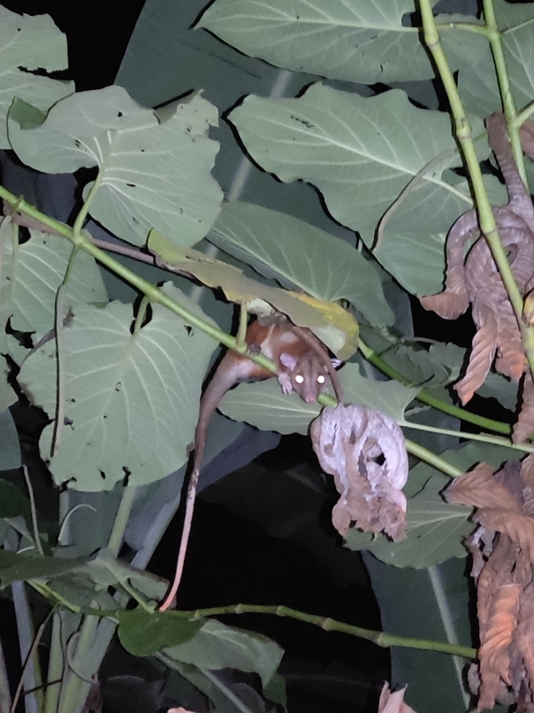 Derby's Woolly Opossum from Parada, Limón Province, Puerto Viejo de ...