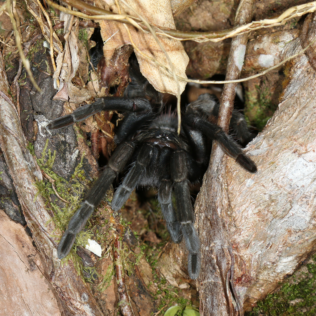 Mexican Red-rump Tarantula in March 2018 by Martin Mandák · iNaturalist