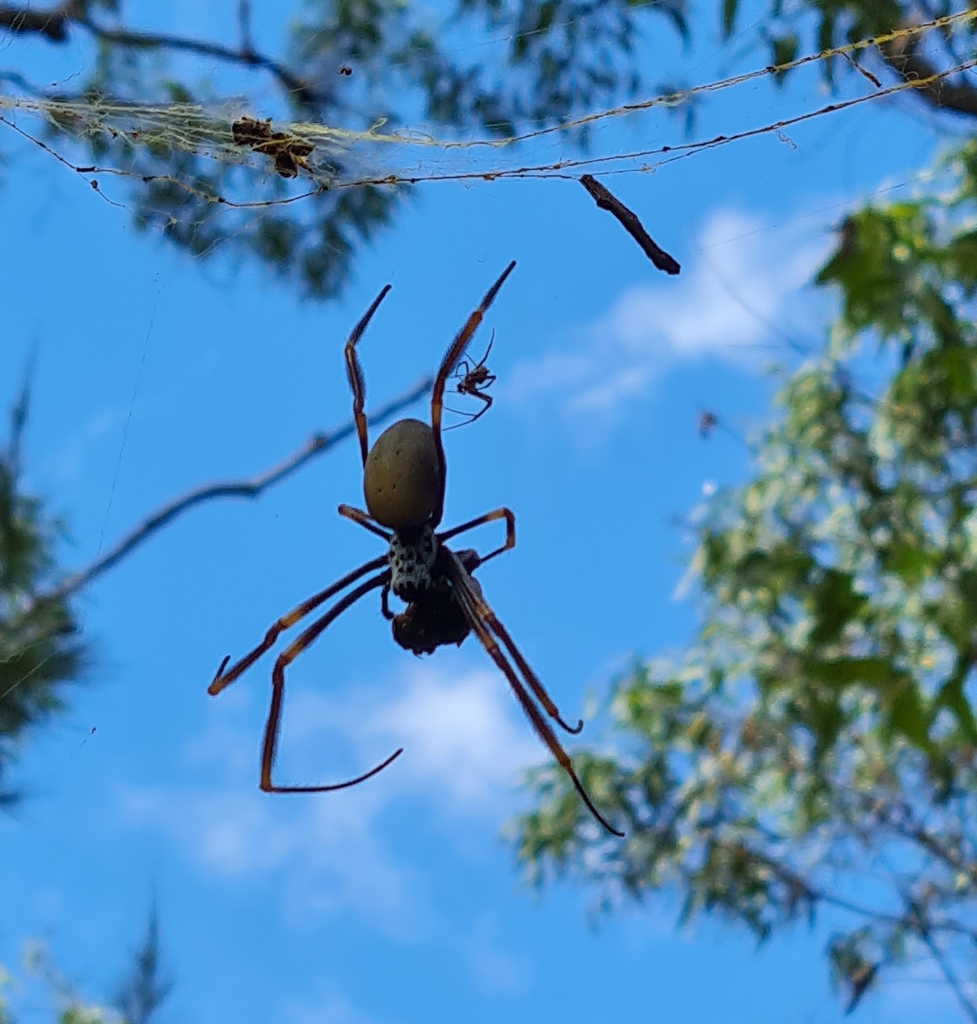 Tiger Spider from Toohey Forest Park on February 6, 2022 at 02:17 PM by ...